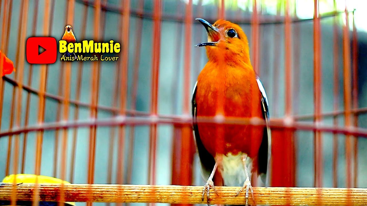 suara gacor ngeplong anis merah yang cepat direspon anis merah biar ...