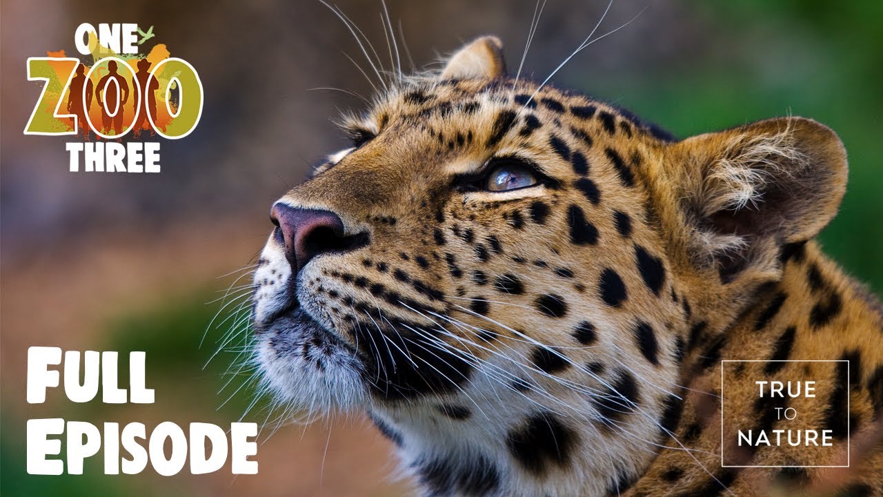 ANIMAL SUPERSTARS | One Zoo Three | Full Episode - YouTube