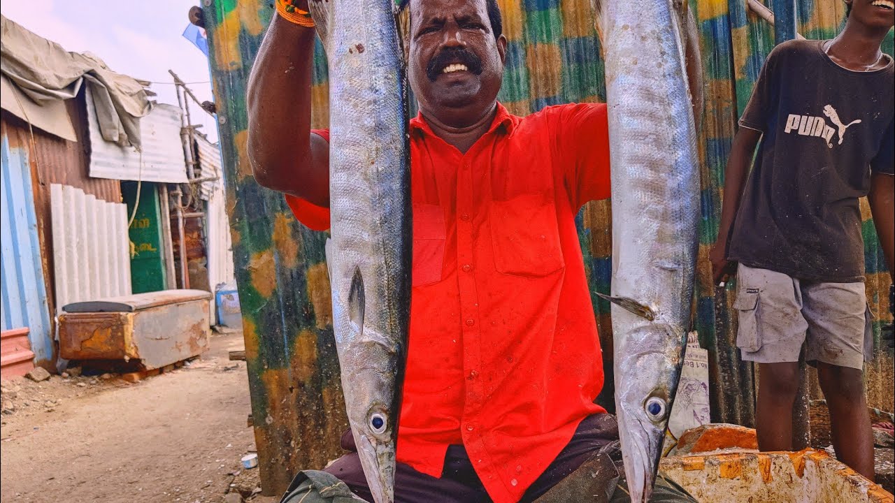 ஊளி மீன்/OOLI FISH OUTSIDE MERKET FISHES NAME/MARKET_KASIMADU/4K VIDEO ...