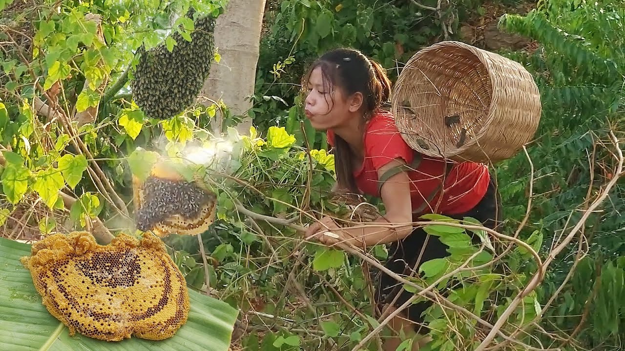Found Bees in forest for survival food - Easy bee and Honey picking for ...