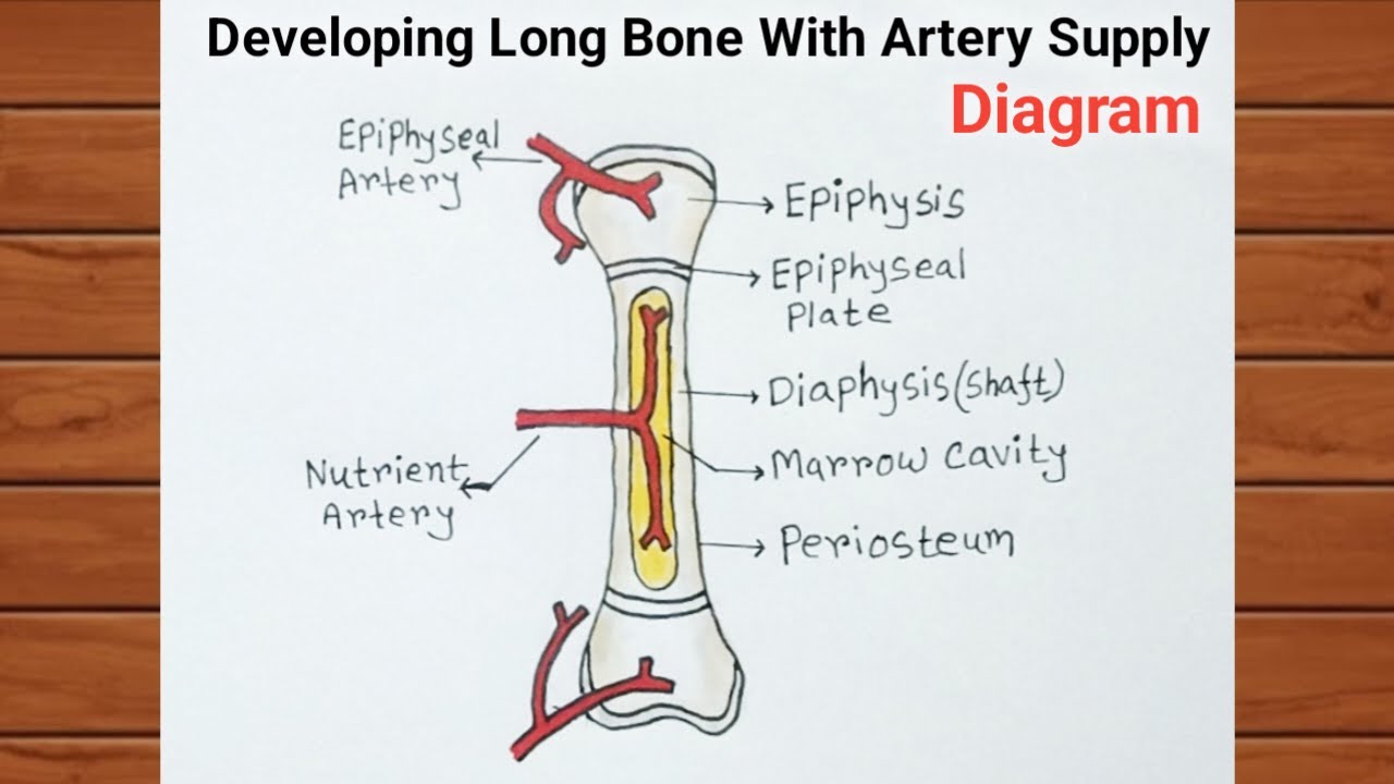 How To Draw The Developing Long Bone With Artery Supply Diagram / Blood ...