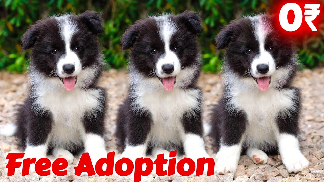 Free Free Dog Adoption *Border Collie* Border Collie for free adoption ...