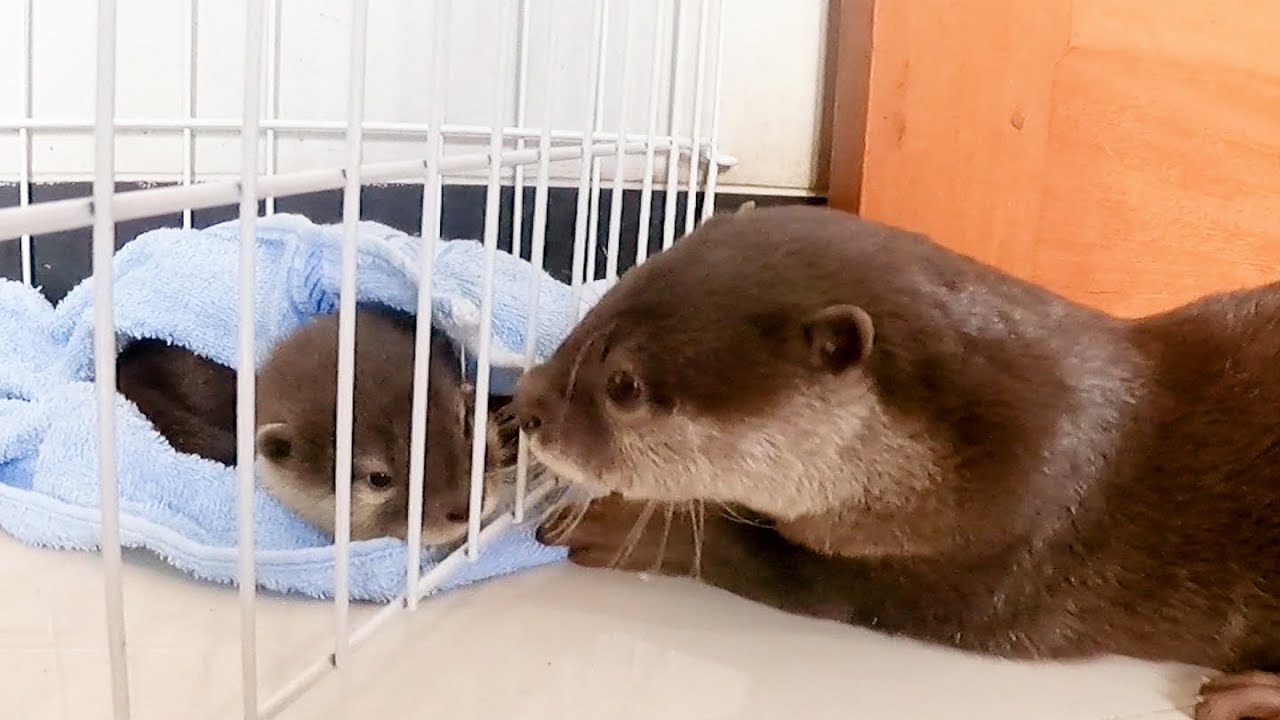 아기수달이 무서운 스텔라｜Stella is Scared of Baby Otter - YouTube