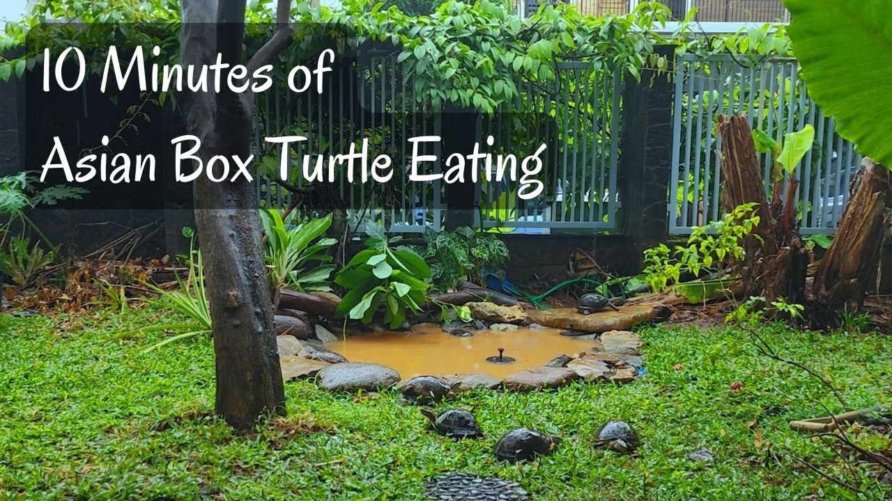 Feeding My Asian Box Turtle - YouTube