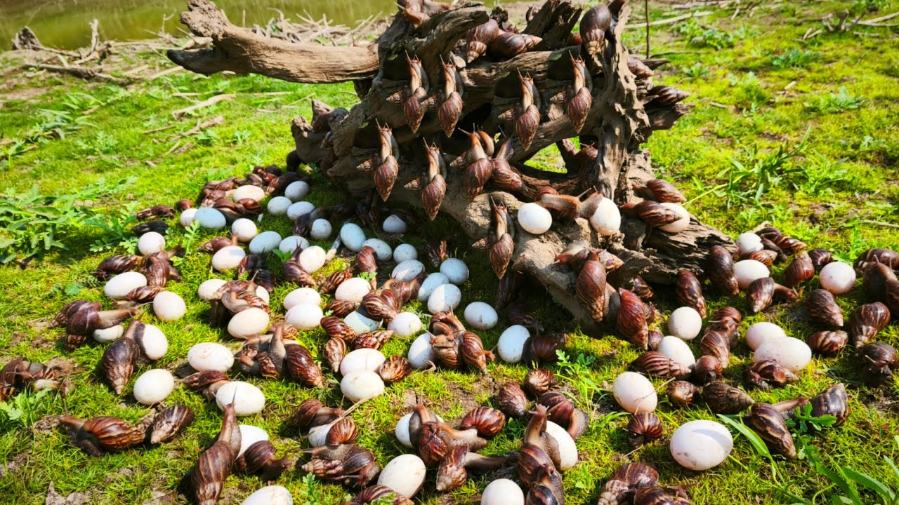 wow wow! A fisherman catches eggs and / or snails at a tree stump in an ...