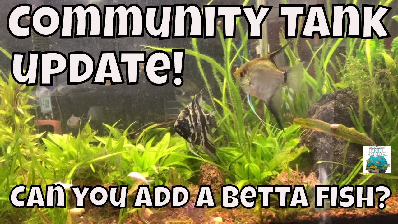 Planted Community Tank Update! What betta tank mates can I keep? - YouTube