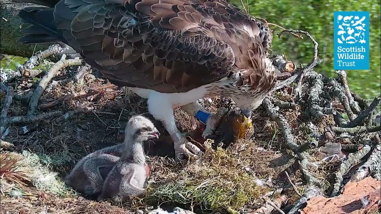 All You Can Eat Fish Buffet - (Loch of the Lowes Osprey Webcam 2023) - YouTube