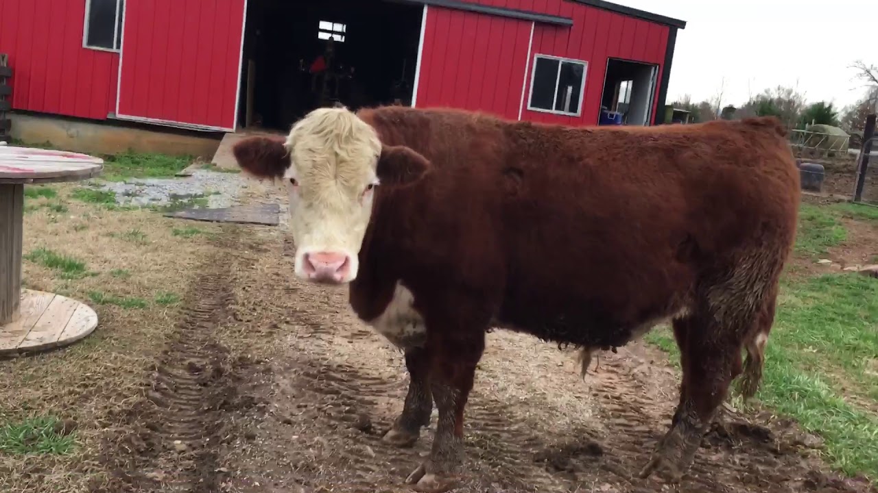 Planting onions and...wild steers? - YouTube