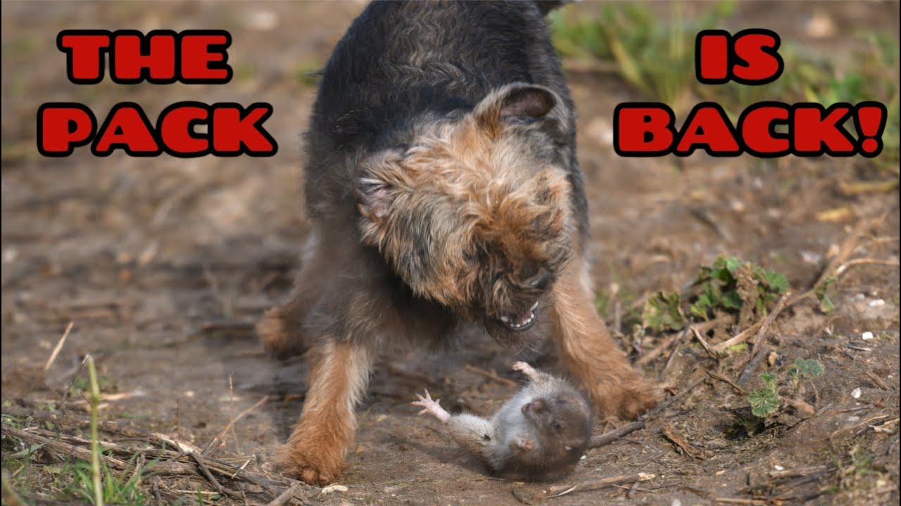 The Suffolk and Norfolk rat pack return! Ratting with the pack. - YouTube