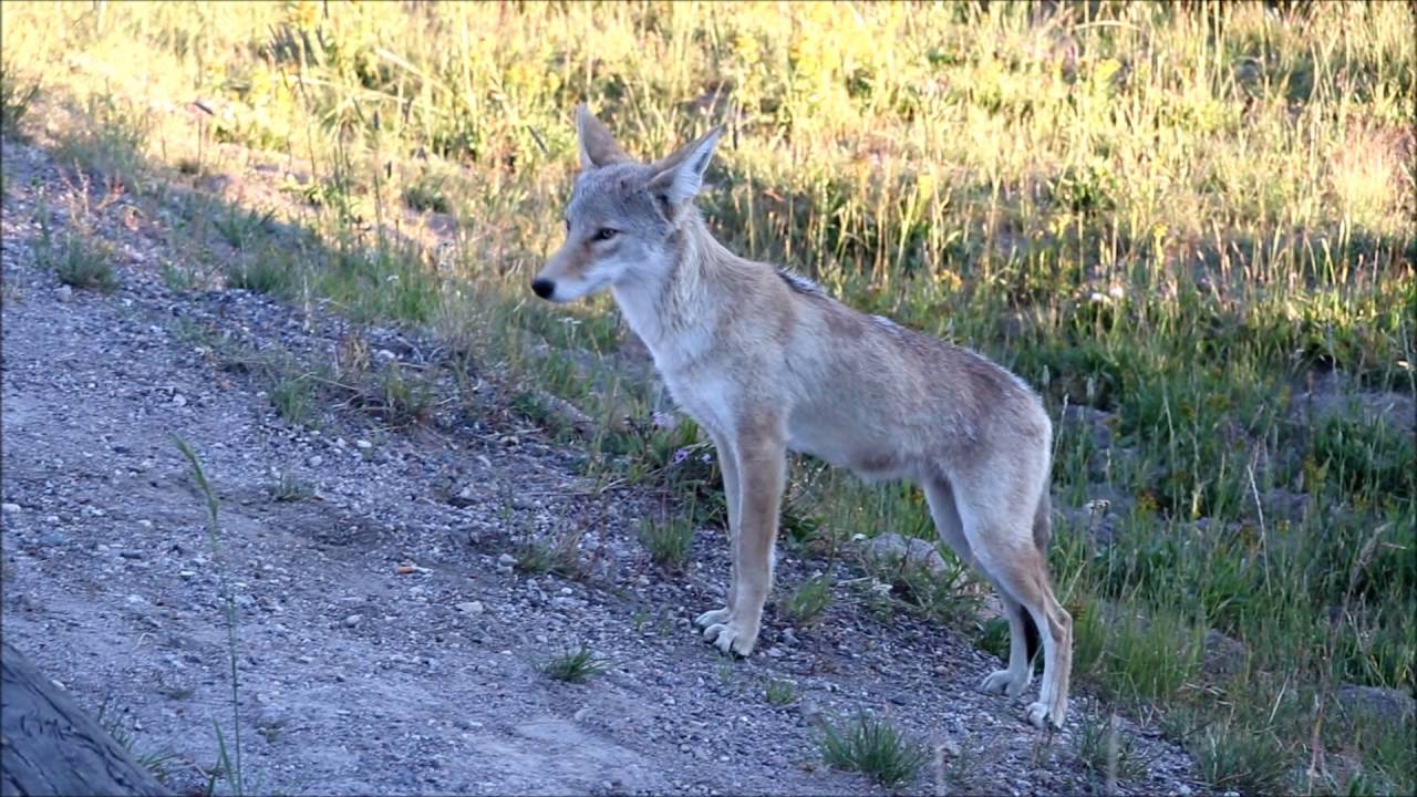 cayote gets mouse then walks up to camera at yellowstone - YouTube