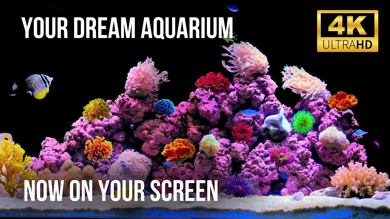 🐬 Pure Calm with 4K Fish Tank | Gentle Aquatic Motion and Silence - YouTube