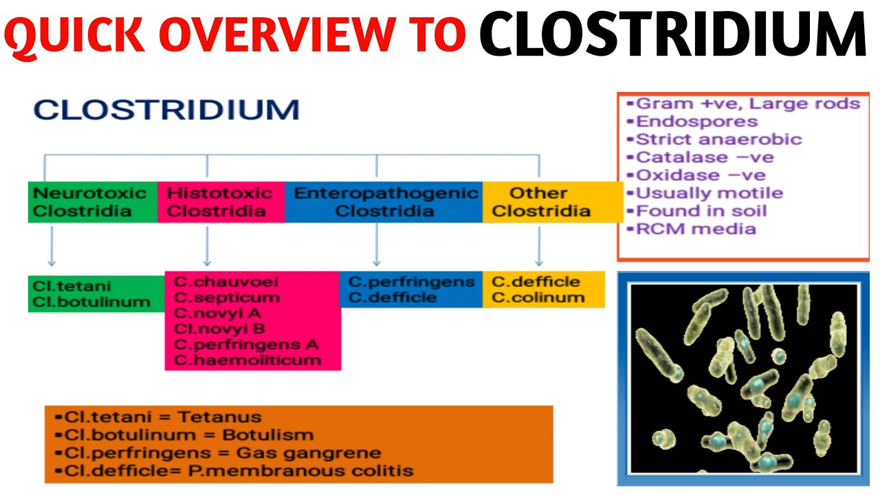 Clostridium || Medical Microbiology || Quick overview - YouTube