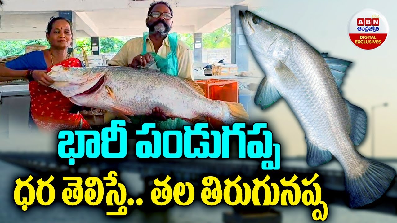 భారీ పండుగప్ప ధర తెలిస్తే షాక్ అవుతారు || Fisherman Catches 20kg ...