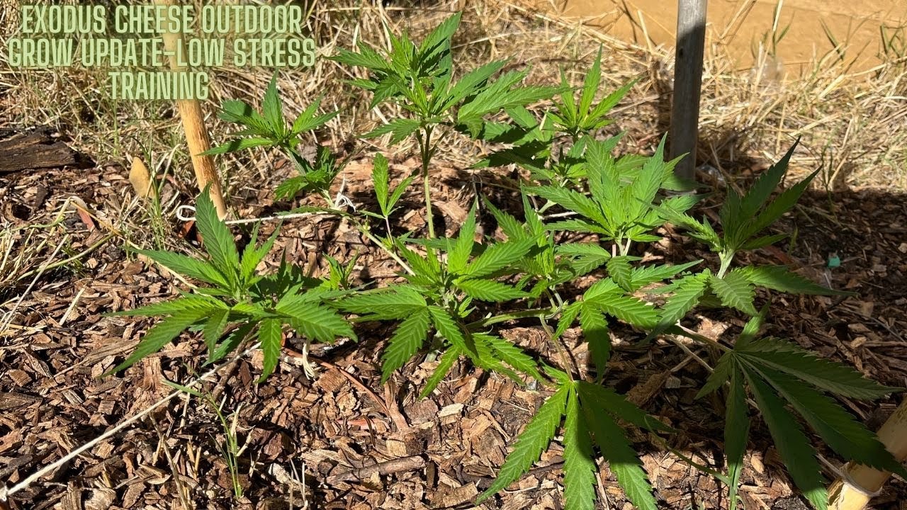 Exodus Cheese-Outdoor Grow-A how To series:Low Stress Training In 4K ...