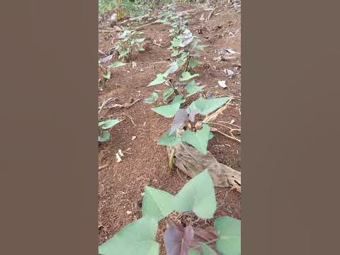 Cara menanam Ubi Agar berbuah Banyak - YouTube