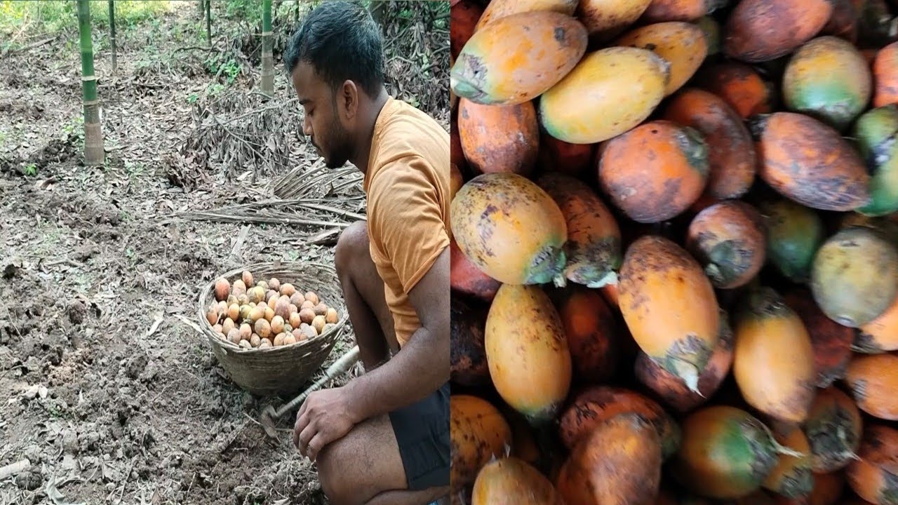 Supari | Supari ki Kheti kaise ki jaati hai | Mr Northeast Vlogs - YouTube