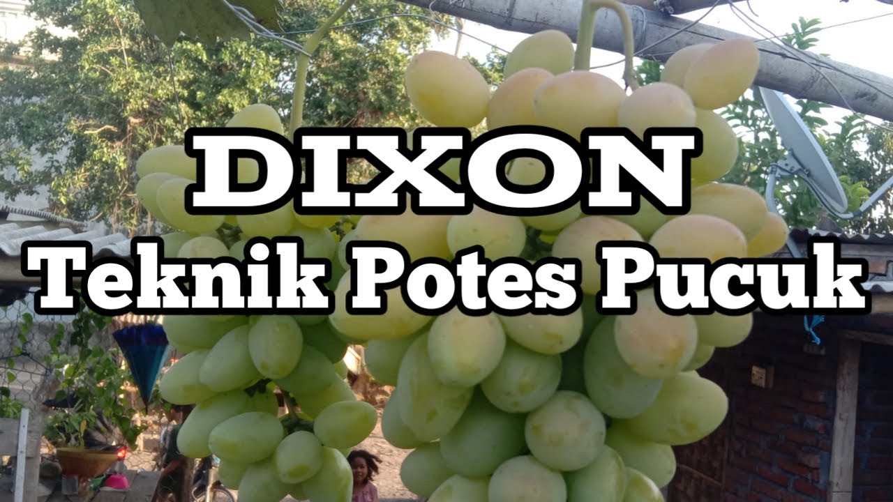 Anggur Dixon Berbuah Dengan Teknik Protes Pucuk - YouTube