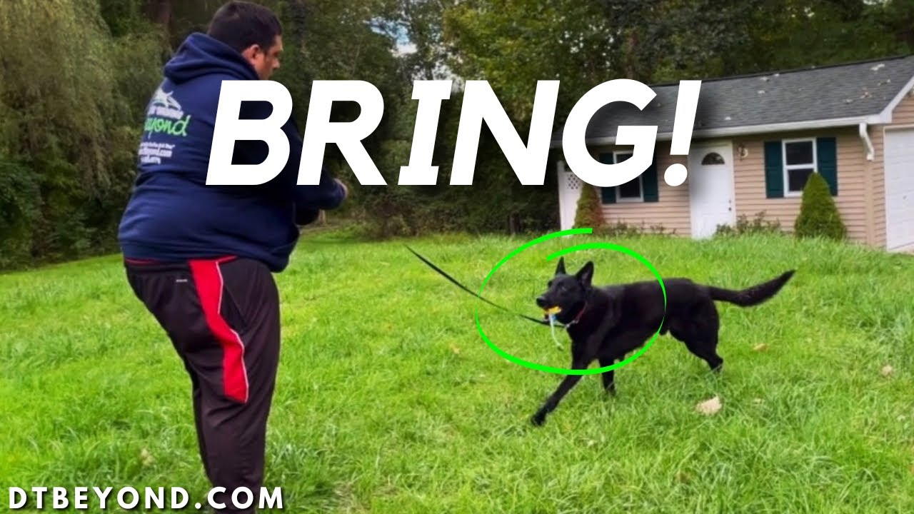 How To Train Your Dog To Fetch The Ball In Minutes - YouTube