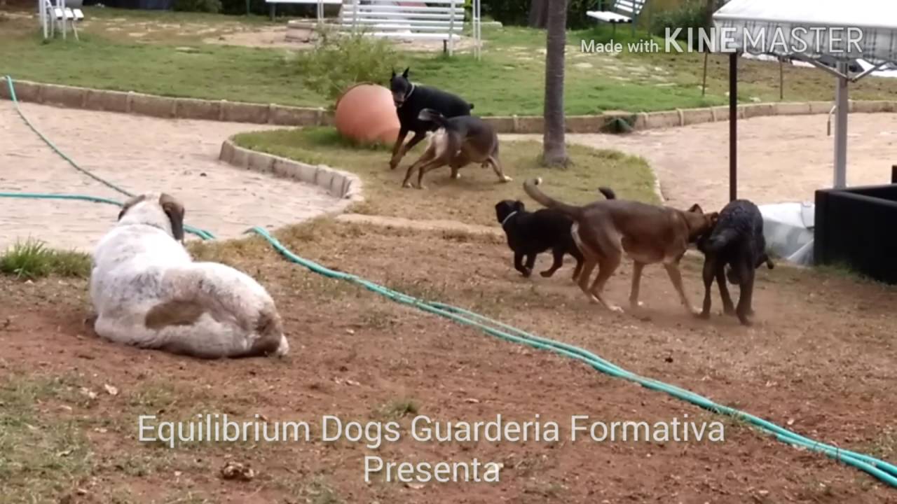 Martes Dog - YouTube