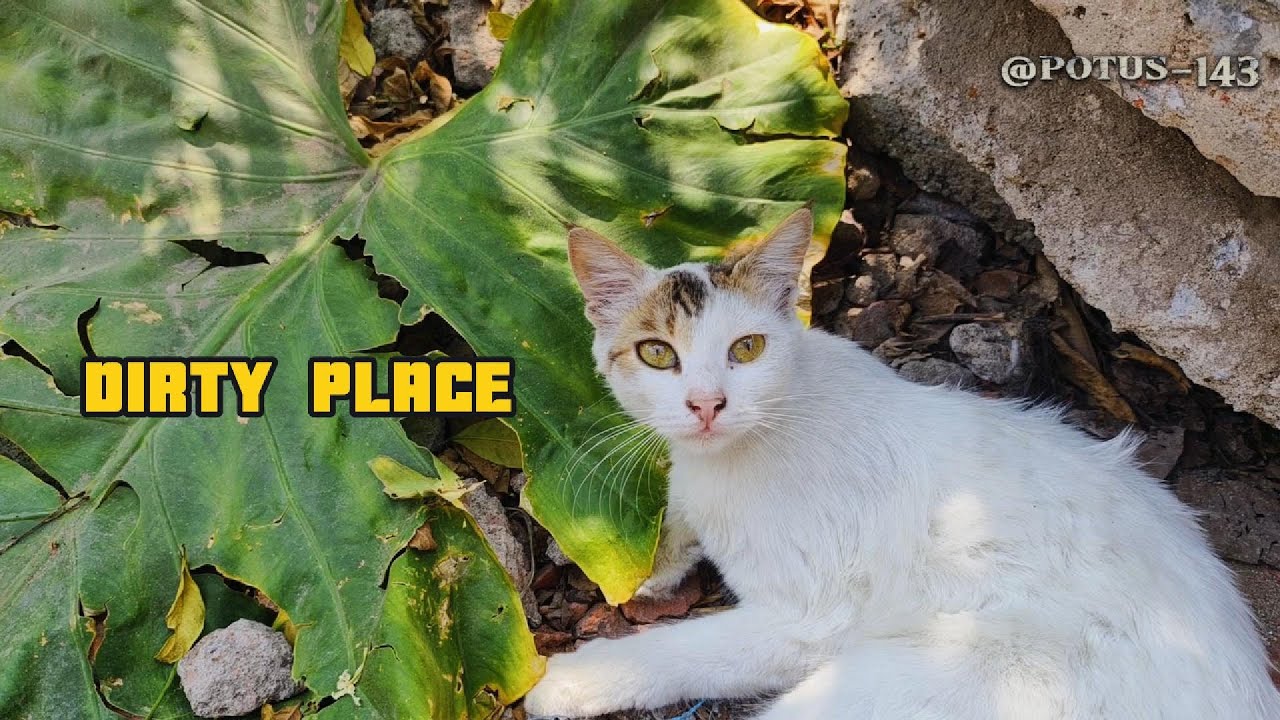 DIRTY PLACE - YouTube