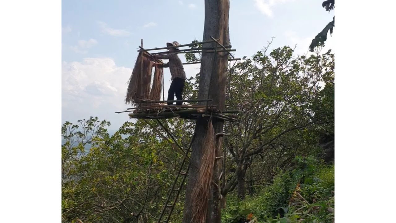 Building in the wild forest from Start to Finish Quickly and Simply ...