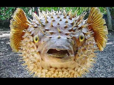 Poisson Globe Peluche Pacey Poisson Ballon Jellycat