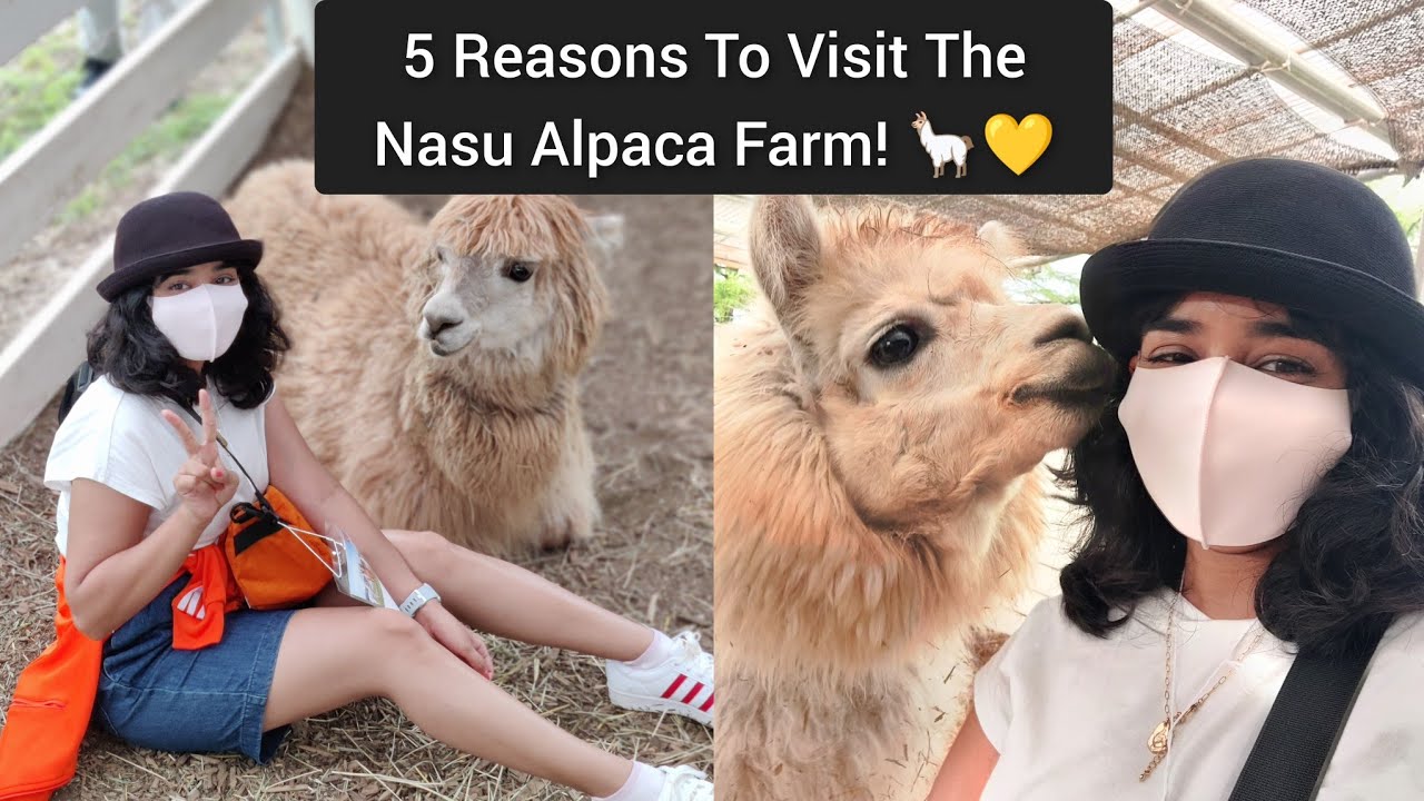 5 Reasons To Visit The Nasu Alpaca Farm in Japan - YouTube