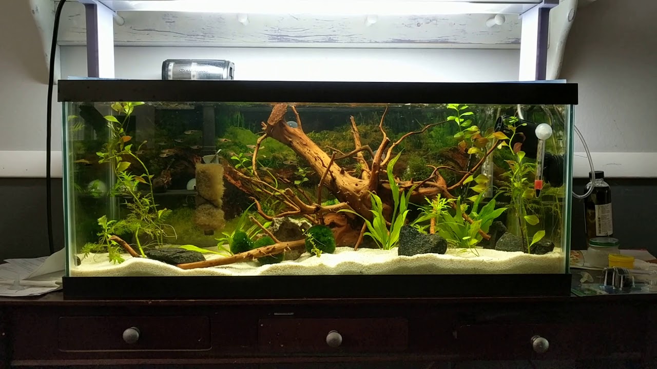 22 Harlequin Rasboras schooling in a planted 20 gallon long tank - YouTube