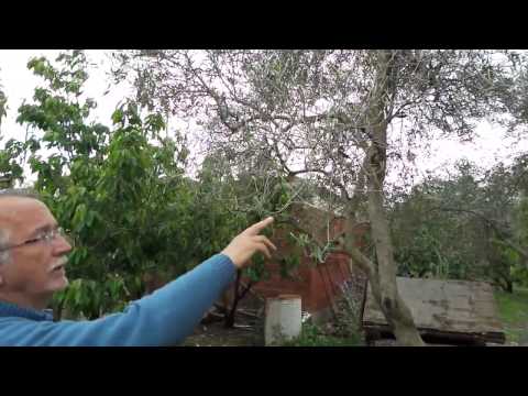 Zeytin Ağacı Kuruması   Necdet Öztabak   İzmir Kemalpaşa Ören Limoncuk