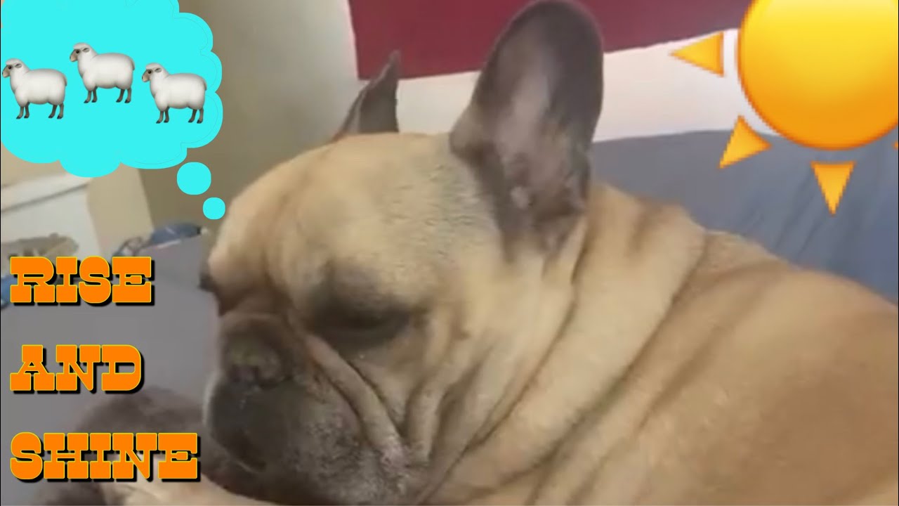 The Most Adorable Frenchie Video Ever! - YouTube