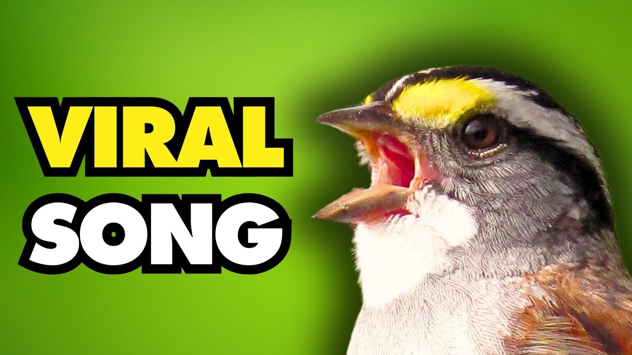 The Viral Bird Song That Swept Across Canada and the U.S. - YouTube