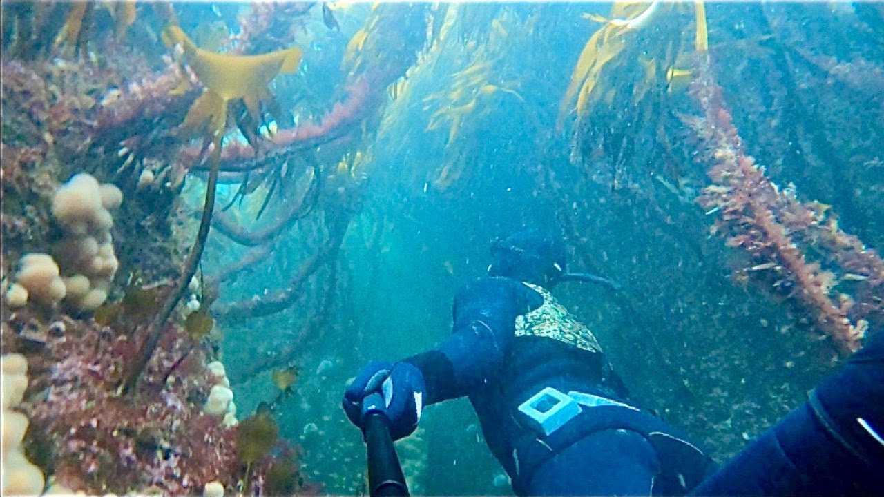 Snorkelling Scotland's great barrier reef - YouTube