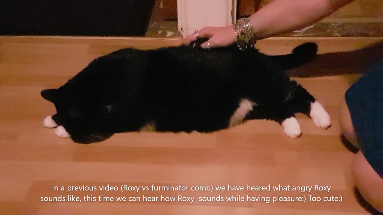 Cat Roxy having Kitty Pleasure - VOLUME UP please...😀 - YouTube