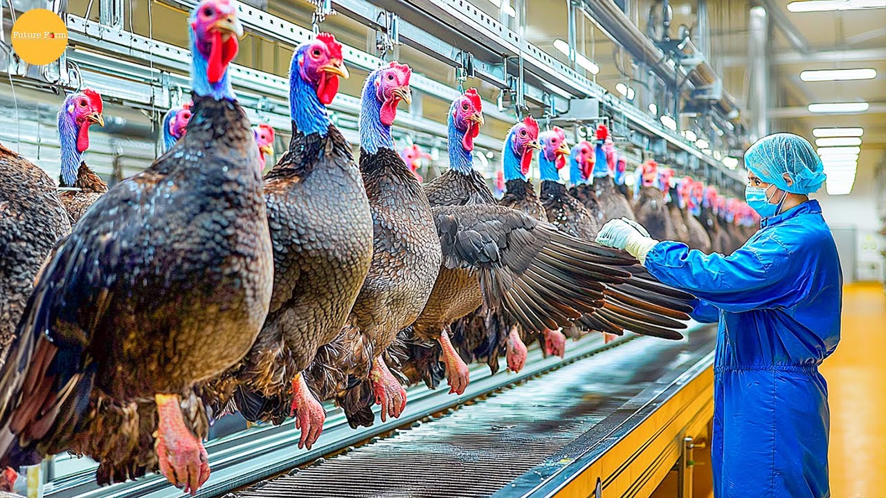 The Secret Behind How Americans Raise Millions of Turkeys Every Year ...