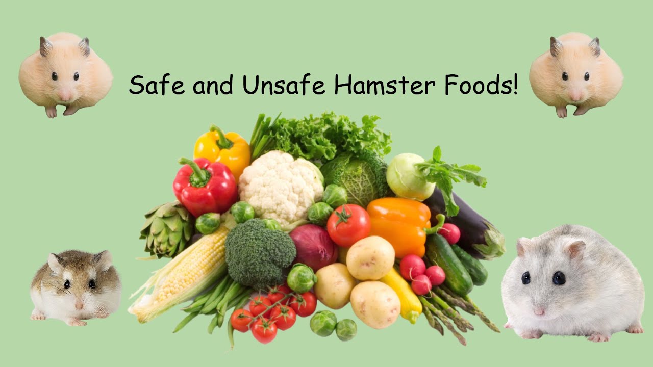 Safe and Unsafe Hamster Foods! - YouTube