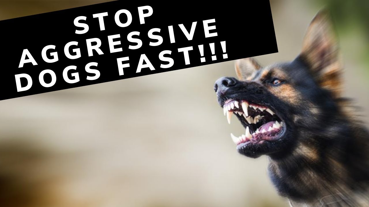 How to stop an Aggressive Dog with Butch Cappel - YouTube