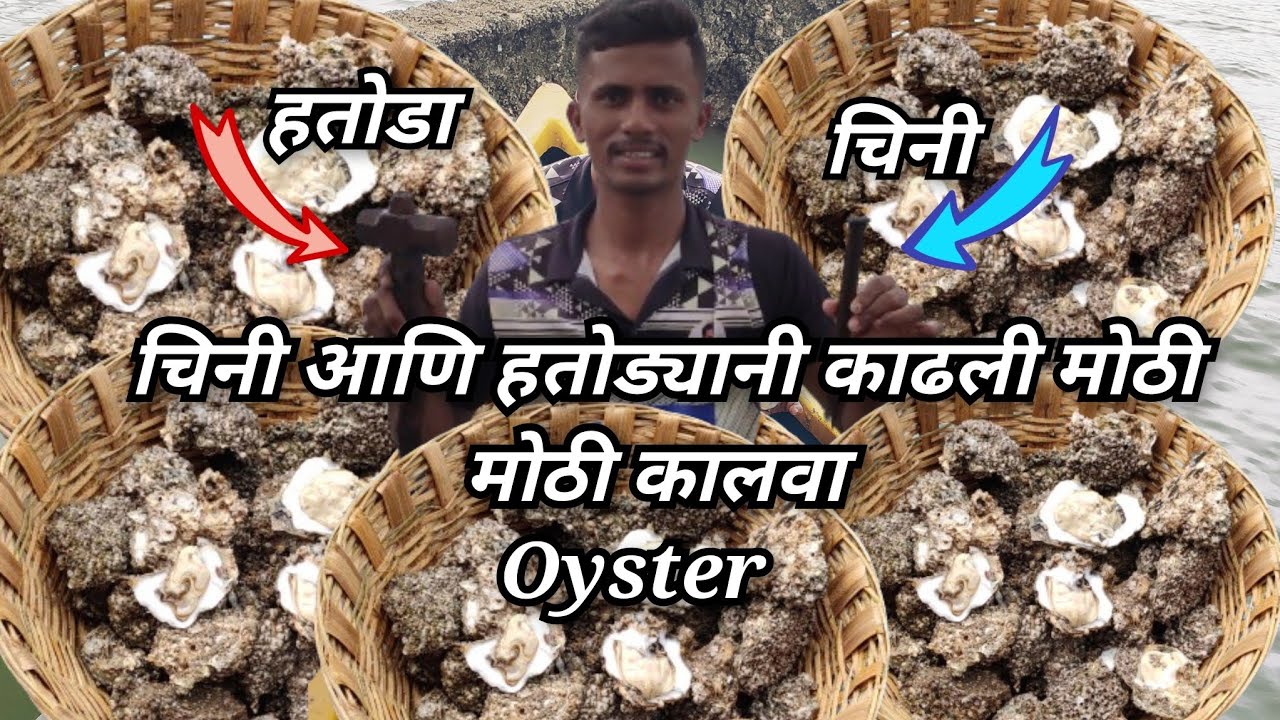 बाणकोट खाडीतून काढली मोठी मोठी कालवा🦪|oyster catching|#oyster #kalva # ...