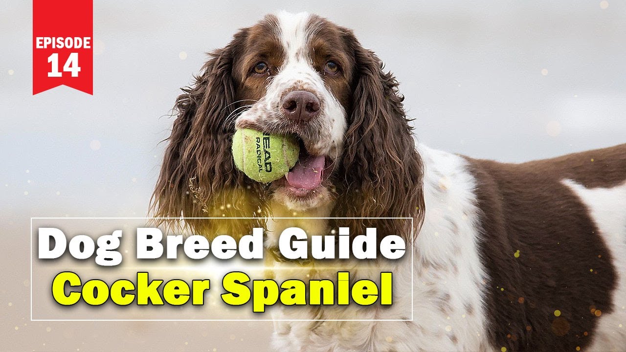 Cocker Spaniel - Merry, Athletic, and Intelligent! - YouTube