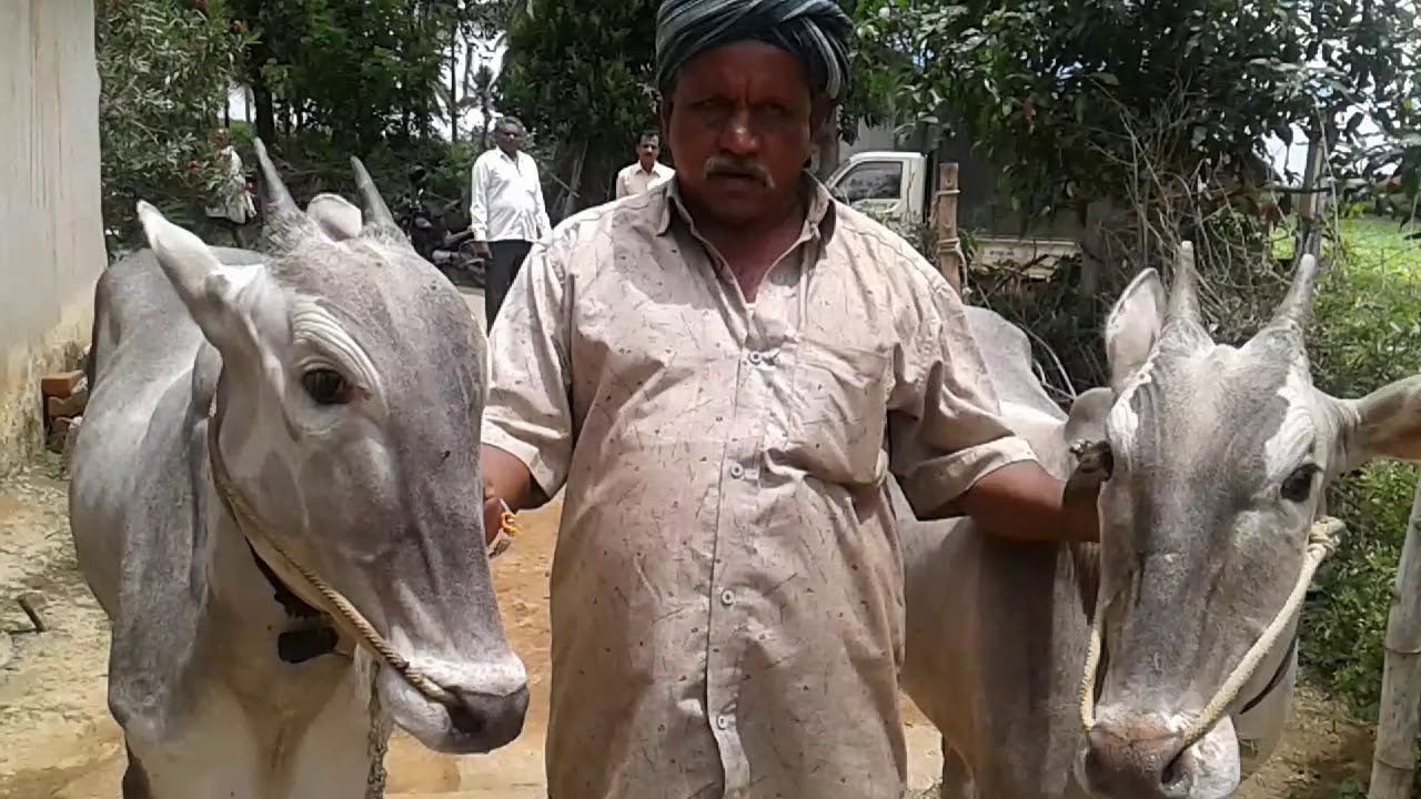 Young Hallikar ox pair of Farmer Rajanna in Sondekoppa village ...