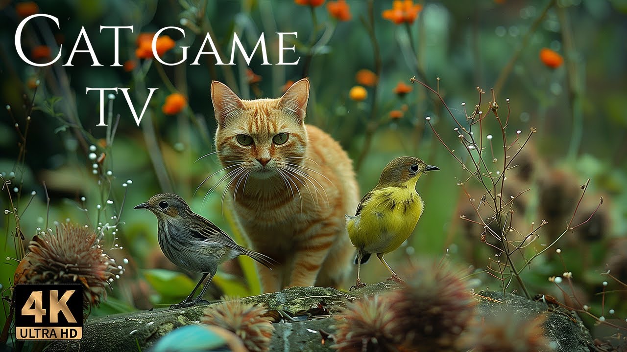 Cat TV 😸 Birds and Squirrels Having a Blast 🐦 Relaxing Cat TV 😻 - YouTube