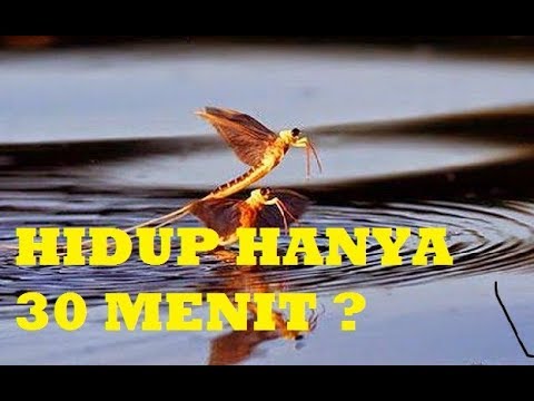 LALAT CAPUNG, hewan dengan jatah hidup 30 menit, lahir langsung kawin ...