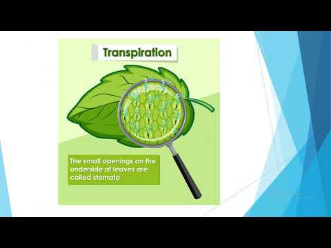 Transpiracija - YouTube