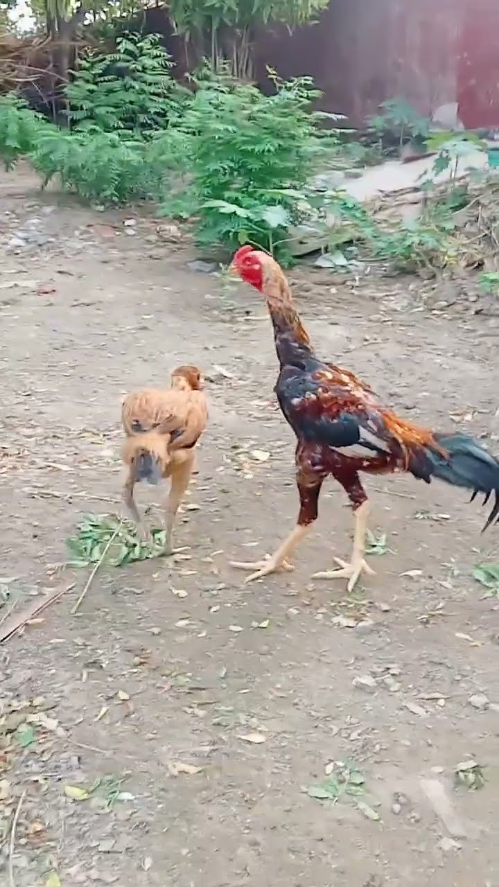 mera Java murga aur mare murae #aseelmurgalover #birds #vlog#viralshort - YouTube