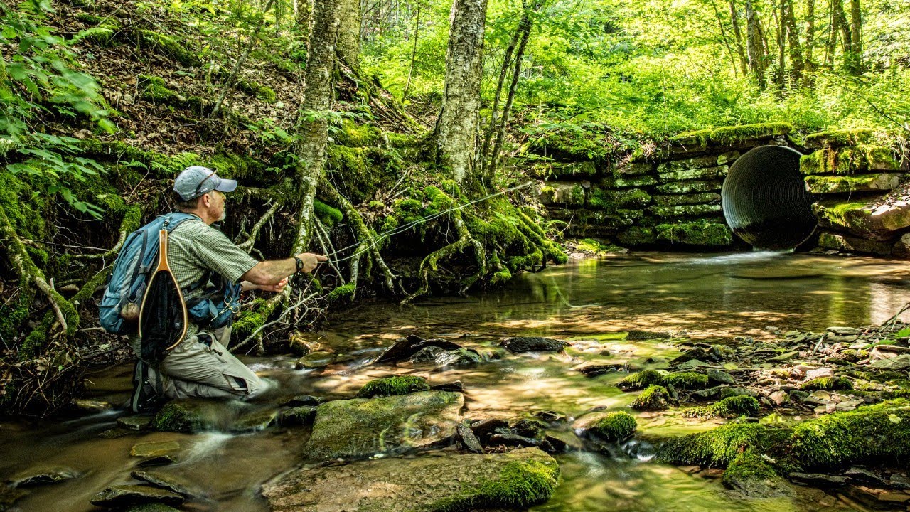 This Small Stream was AMAZING! (Fly fishing for Wild Brook Trout in the ...