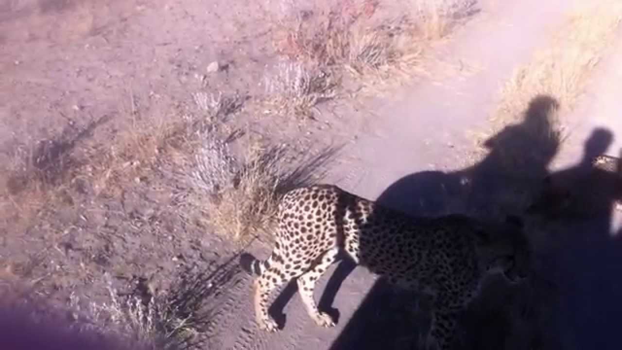Cheetah feeding at Otjitotongwe Cheetah Farm, Namibia (#1275) - YouTube