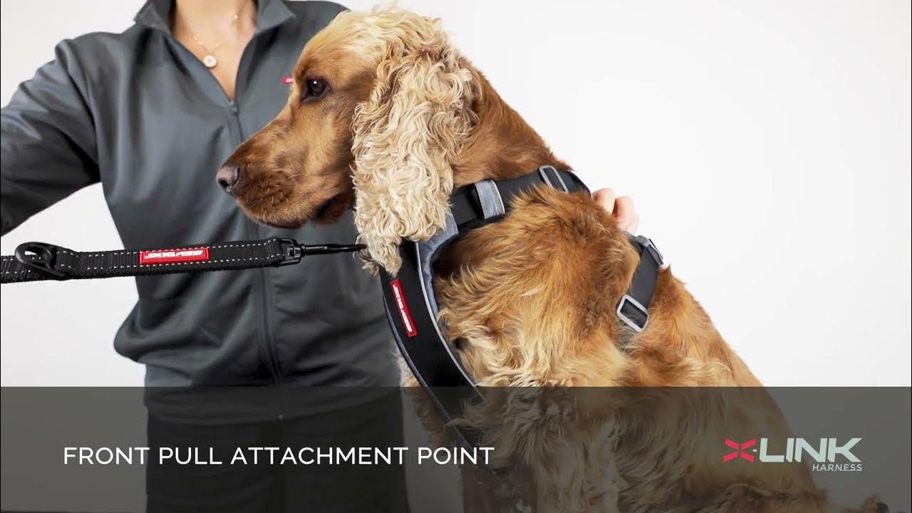 How to Fit a Front Pull Dog Harness - EzyDog X-Link Harness - YouTube