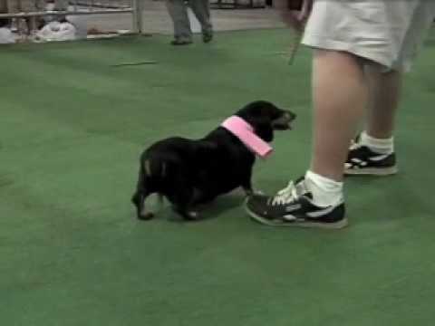 Doxie Dash 2008 - YouTube