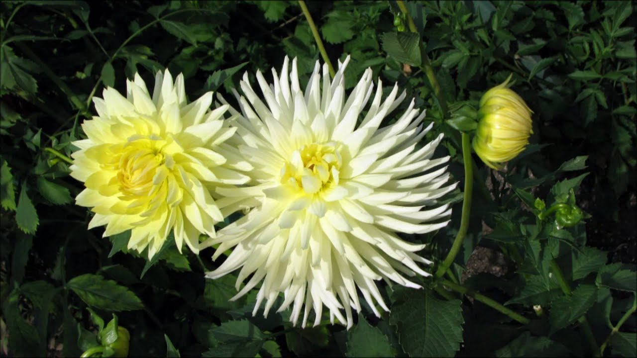 Colors In Bloom - YouTube