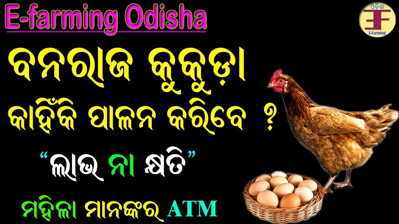 How to Start Vanaraja Chicken farming in Odisha(Profitable chicken ...