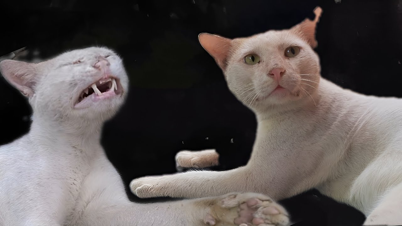 Food is offered to Cat Billo Rani. - YouTube